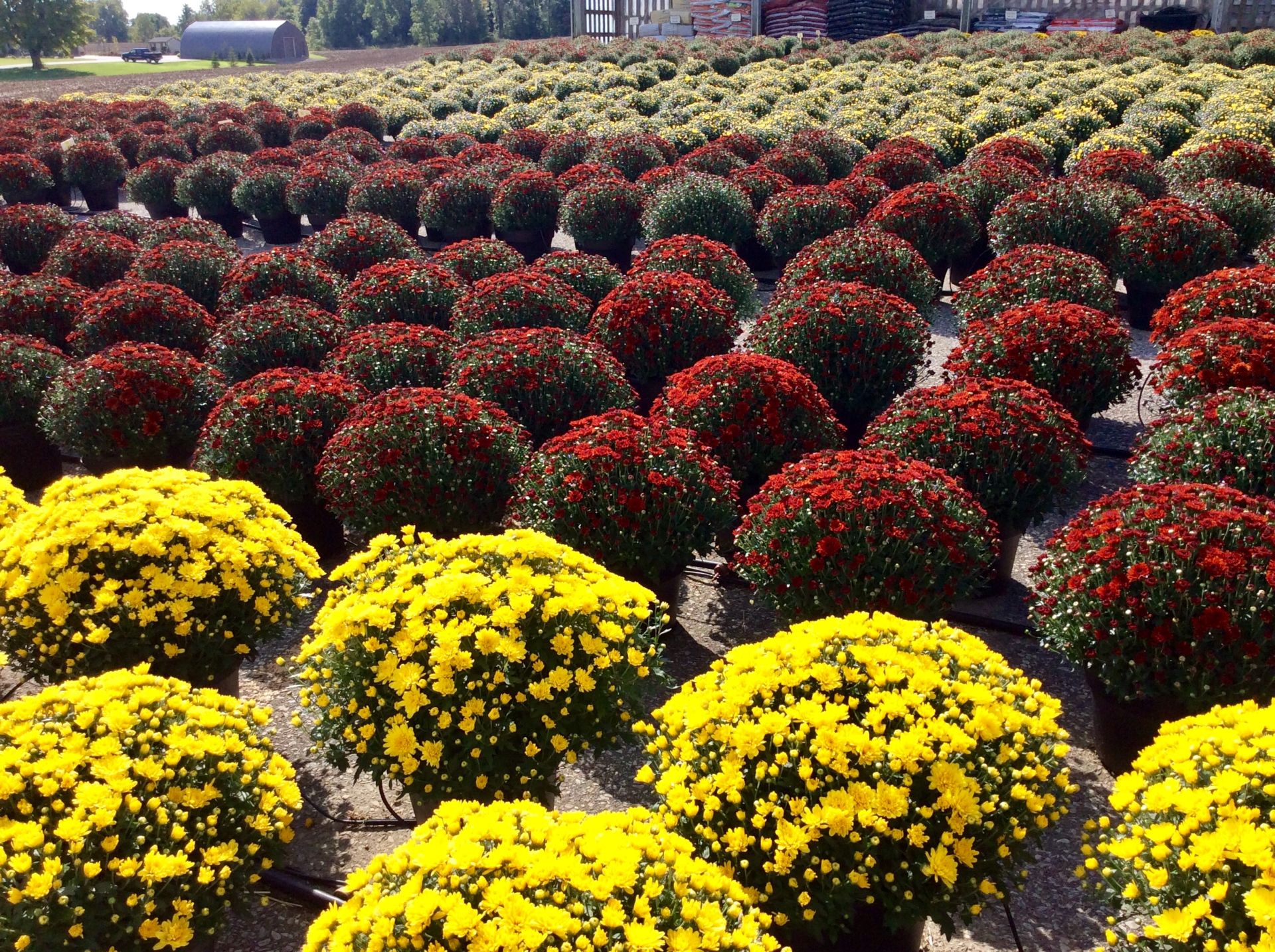 Thuss Greenhouses