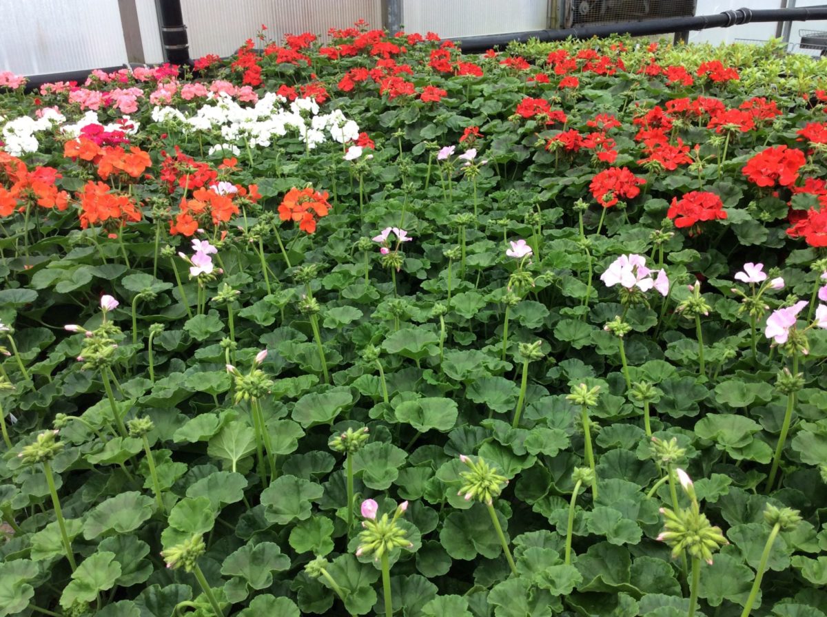 Seed Geraniums | Thuss Greenhouses